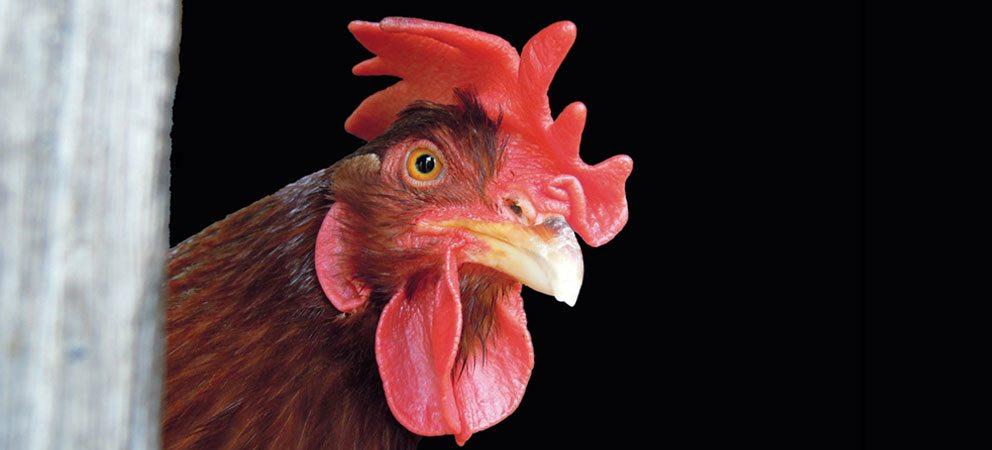 Storiella romagnola della Gallina