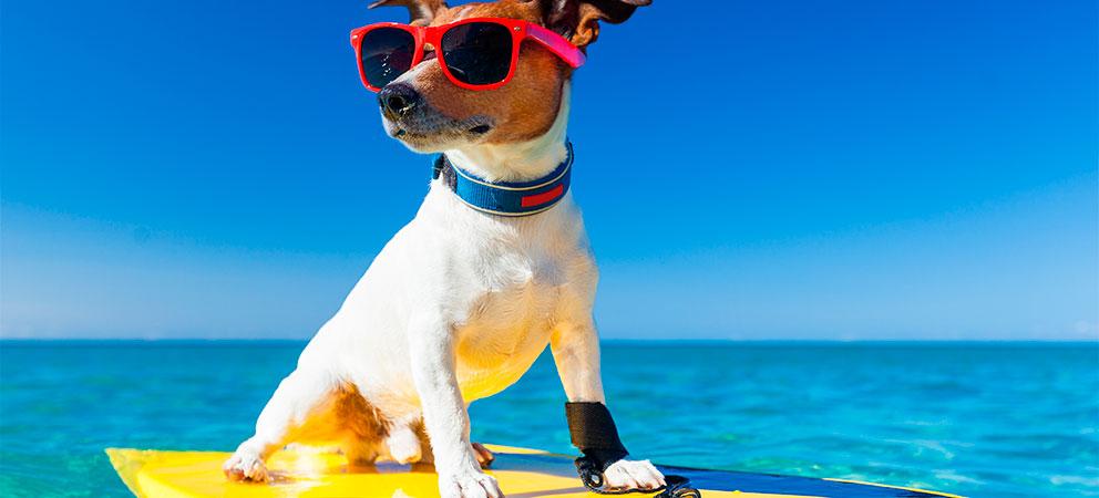 Regolamento cani in spiaggia a Rimini